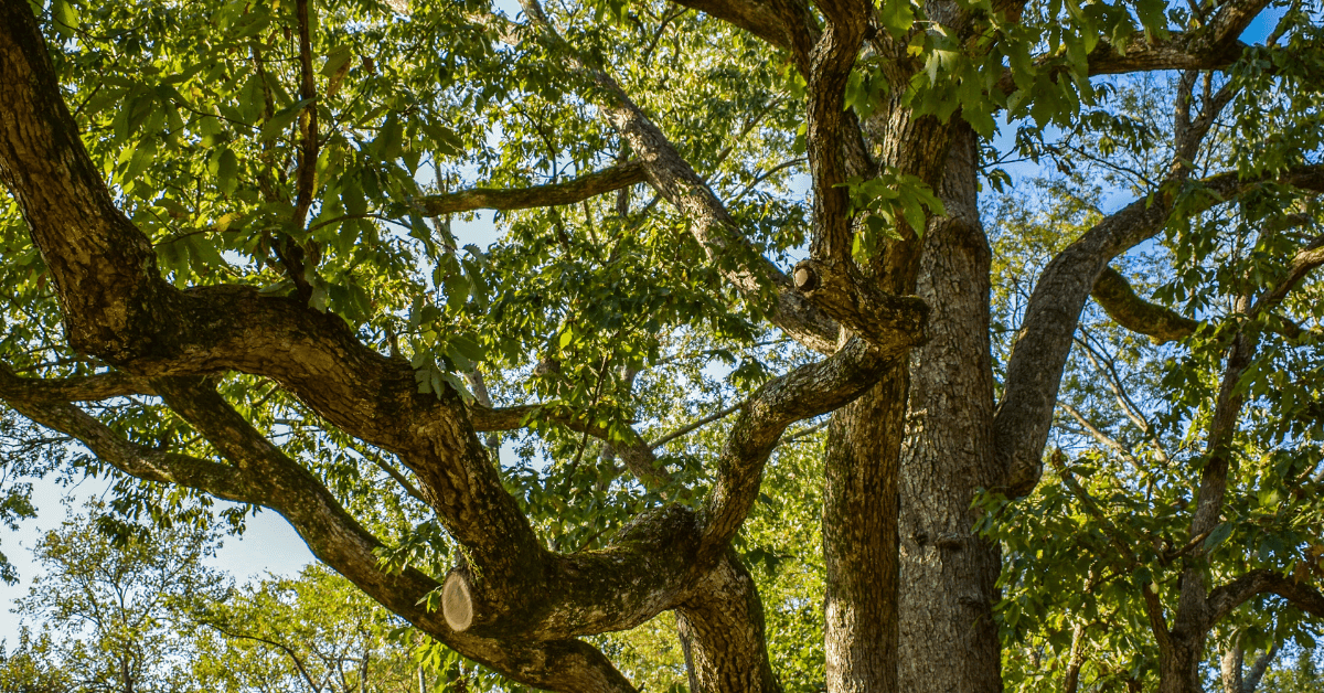 Signs Your Tree Needs Trimming | Easy Guide