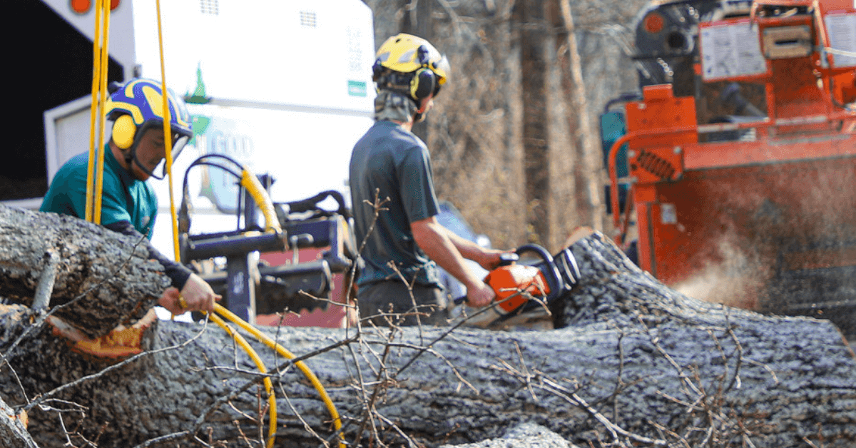 How Much Does It Cost to Cut Down a Tree in Nashville, TN?
