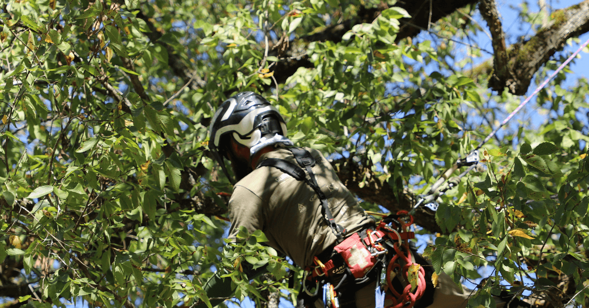 Tree Service Belle Meade, TN | The Good Tree Company